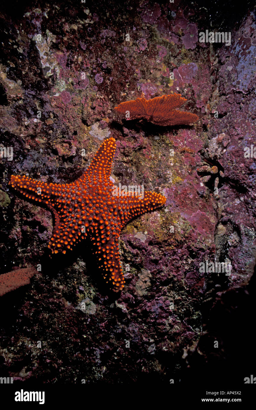 South America, Ecuador, Galapagos Islands. Sea stars (Oreaster ...