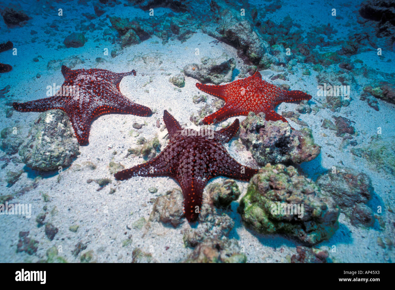 South America, Ecuador, Galapagos Islands, Hood Island. Sea stars ...