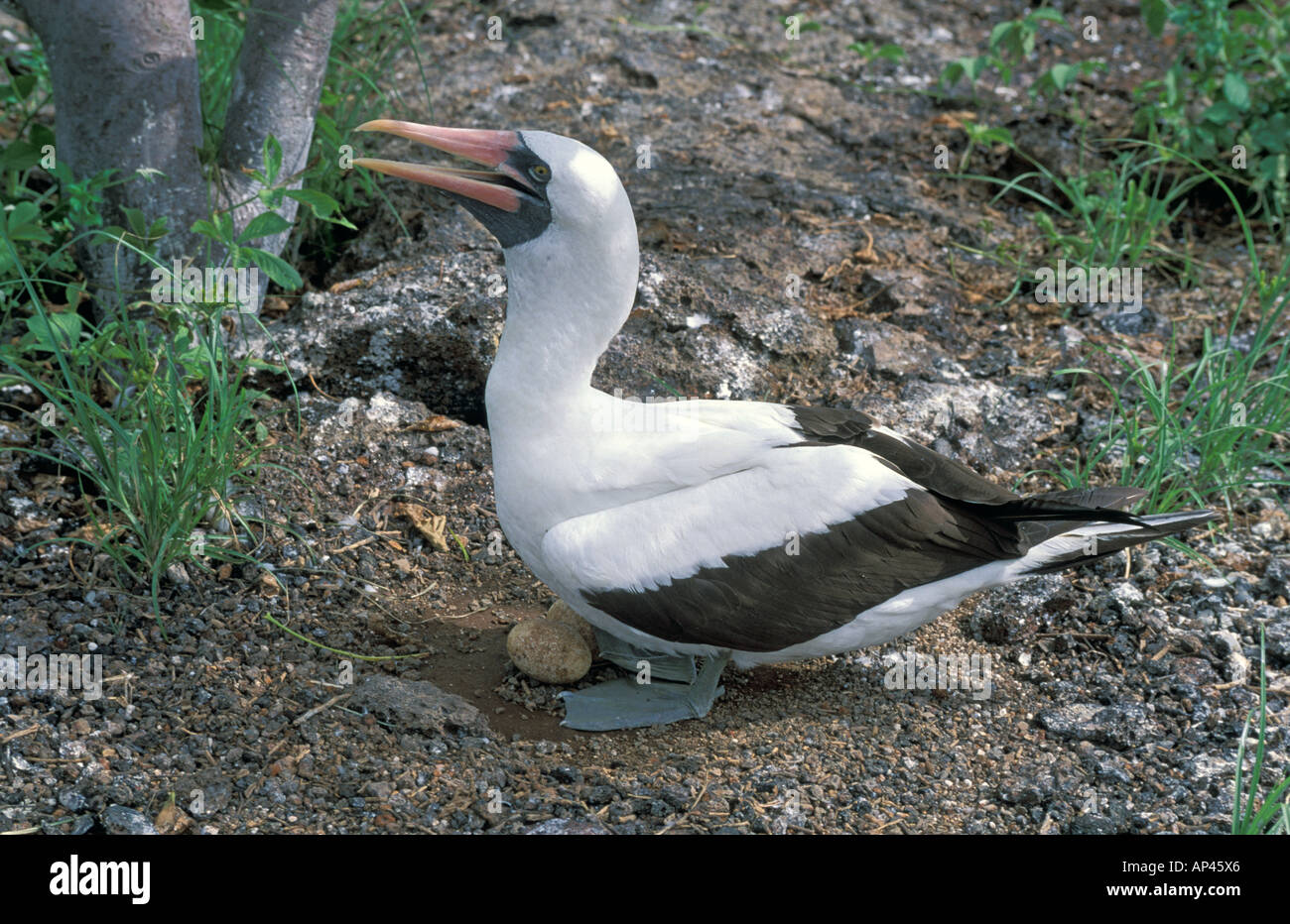 South America, Ecuador, Galapagos Islands. Masked Booby (Sula ...