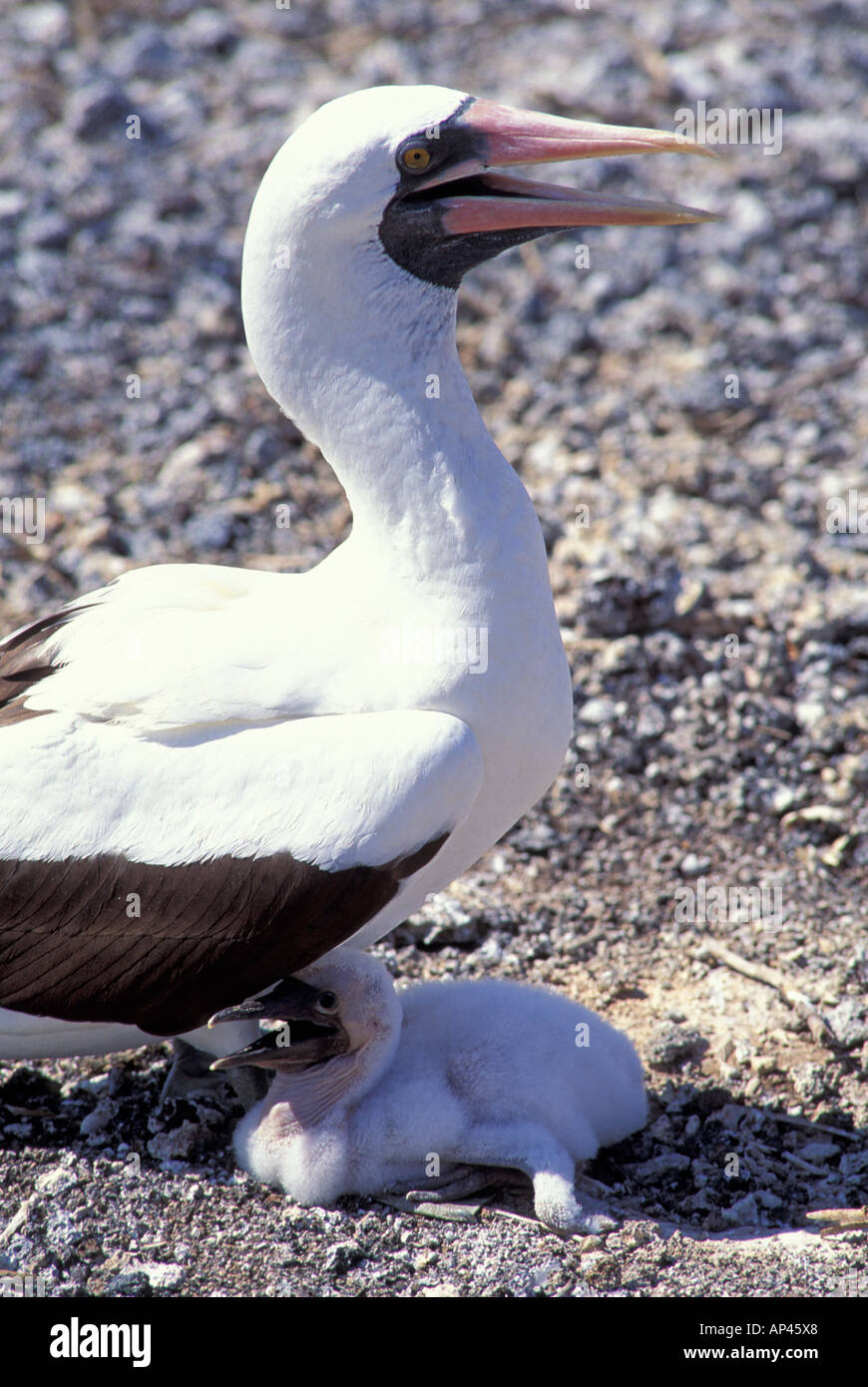 South America, Ecuador, Galapagos Islands. Masked Booby (Sula ...