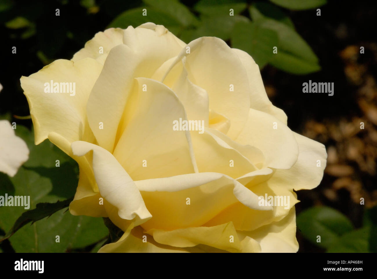 Light Yellow Rose Stock Photo - Alamy