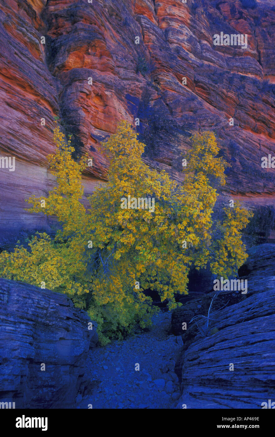 Tree on side of mountain Stock Photo - Alamy