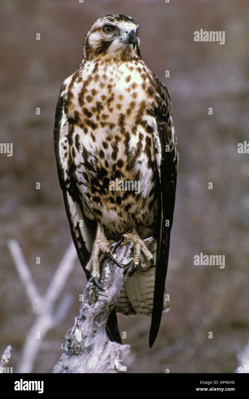 South America, Ecuador, Galapagos Islands. Galapagos Hawk (Buteo ...