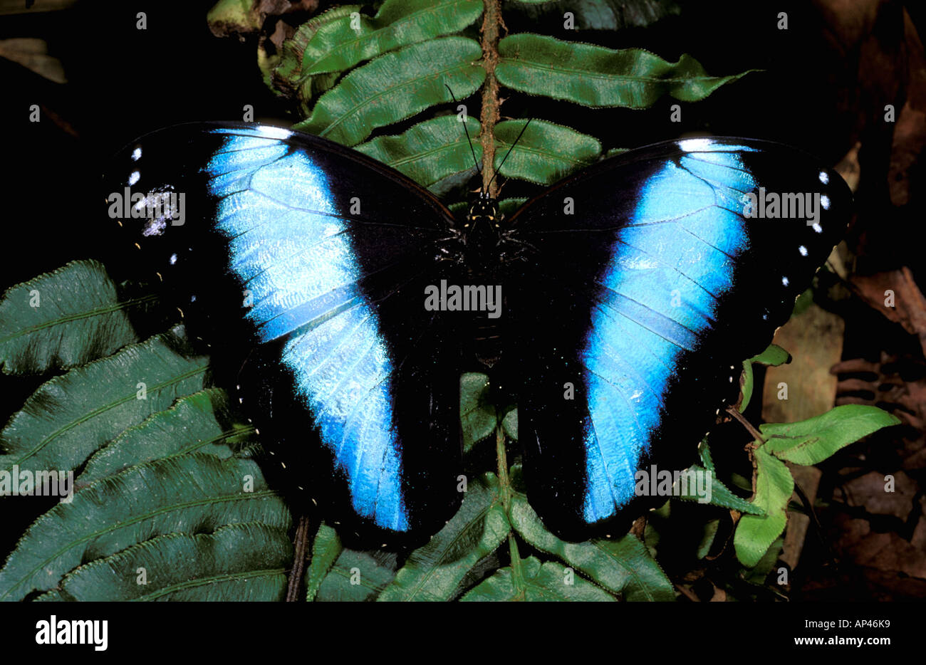 South America, Ecuador, Rain forest. Morpho butterfly (Morpho achilles ...