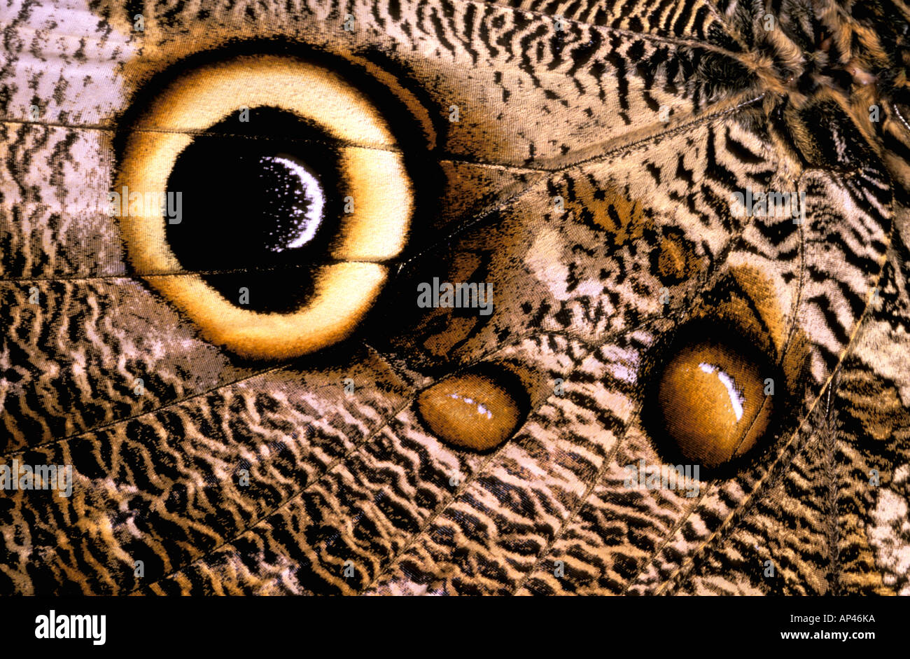 South America, Ecuador. Owl butterfly wing (Caligo sp Stock Photo - Alamy