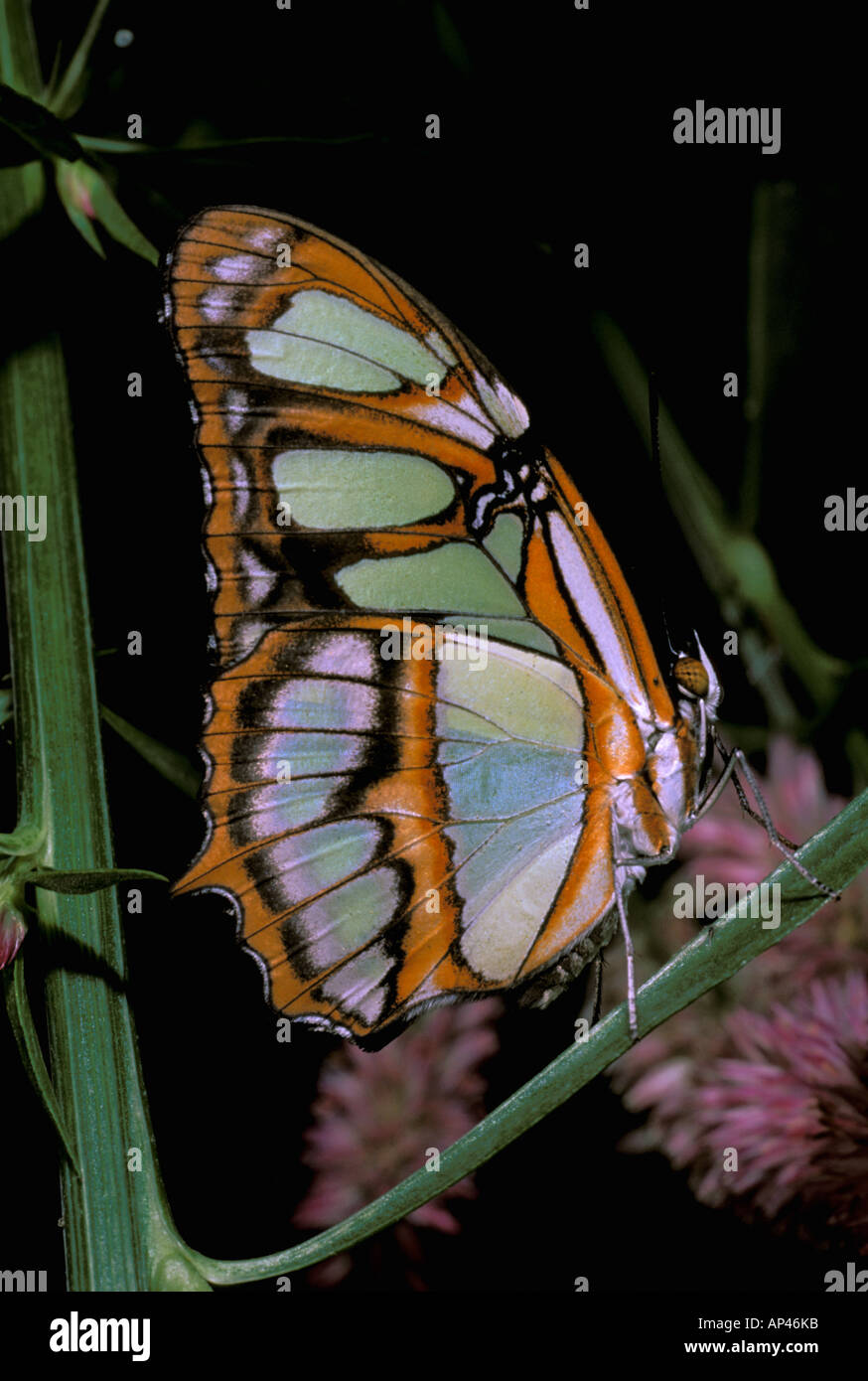 Ecuador stick insect hi-res stock photography and images - Alamy