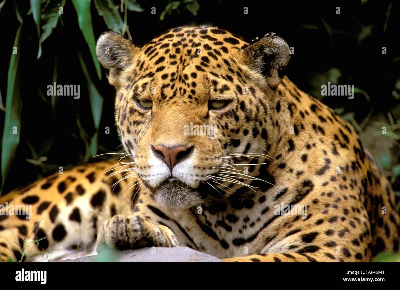 South America, Ecuador, Amazon. Jaguar (Panthera onca Stock Photo - Alamy