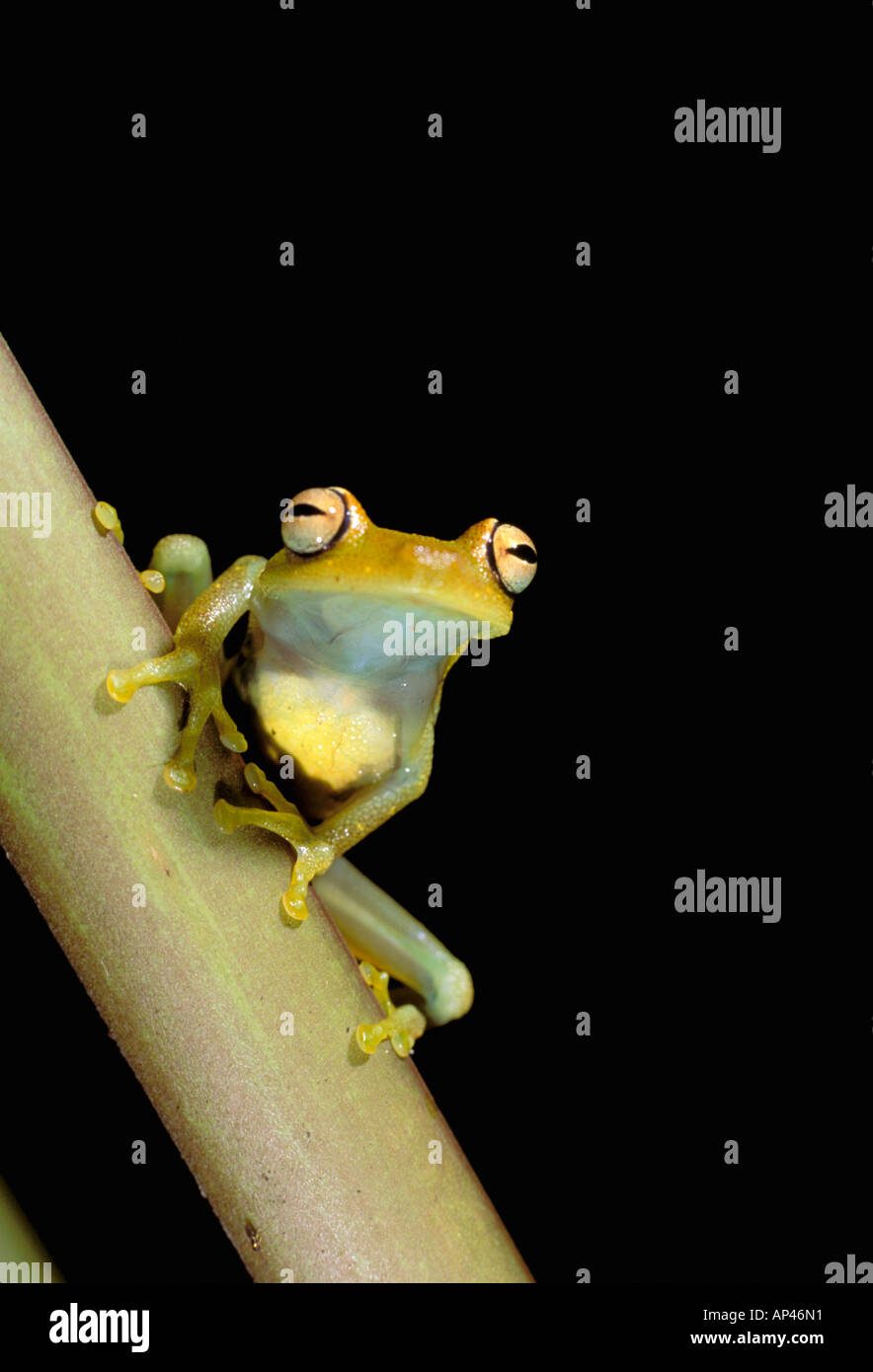 South America, Ecuador, Amazon. Tree frog (Hyla granosa Stock Photo - Alamy