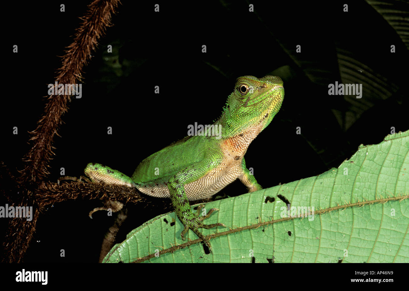 South America, Ecuador, Amazon. Iguanid lizard (Enyalioides laticeps ...