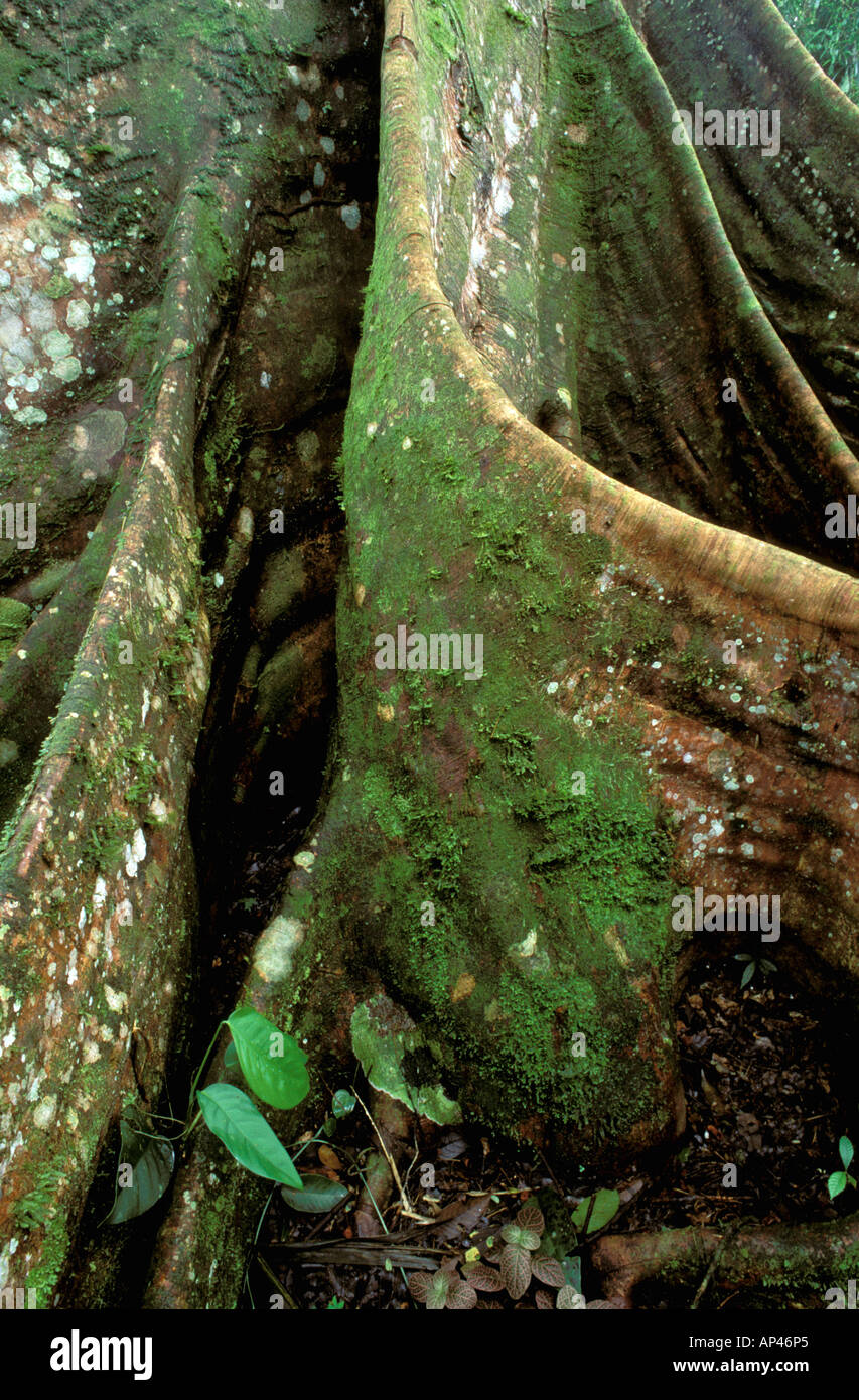 South America, Ecuador, Yasuni National Park. Buttress root in ...