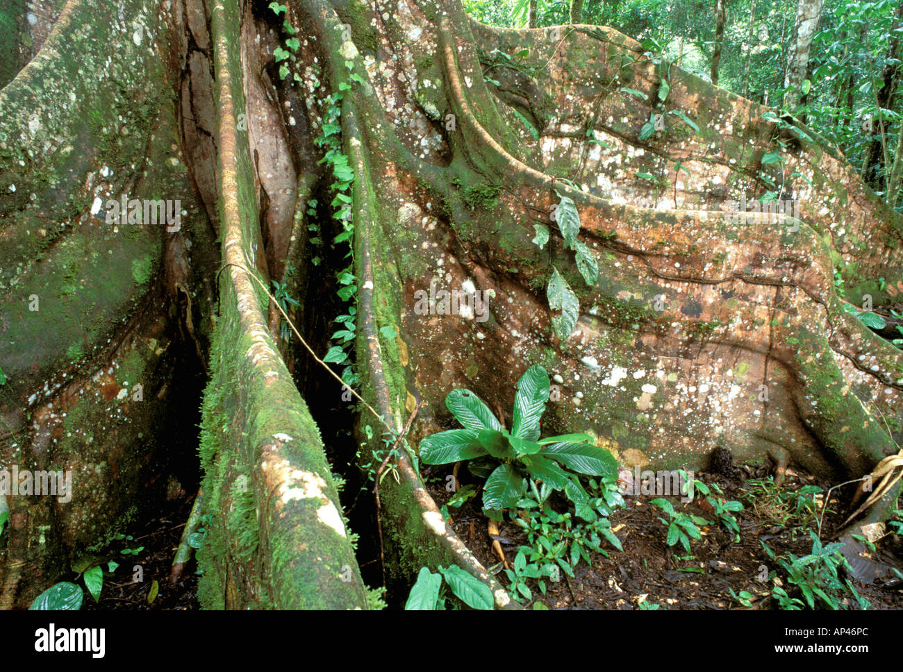 South America, Ecuador, Amazon. Buttress Root (Ficus sp Stock Photo - Alamy