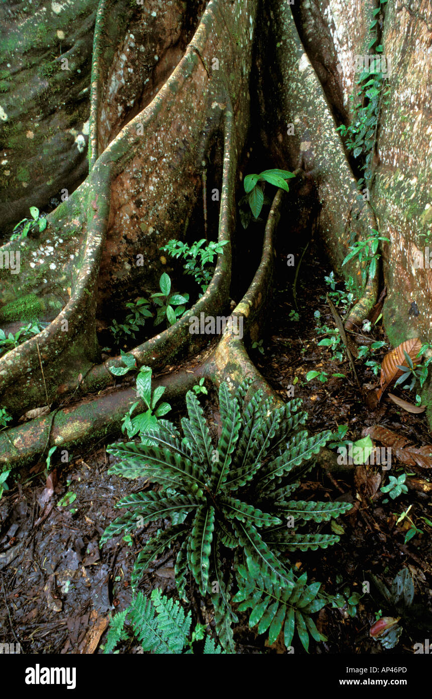 South America, Ecuador, Amazon. Buttress Root (Ficus sp Stock Photo - Alamy