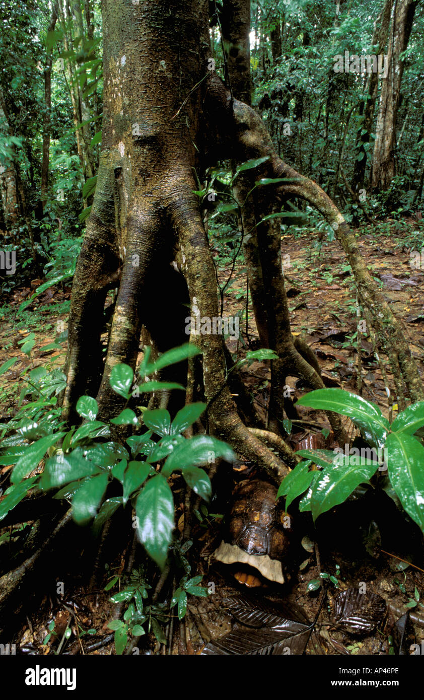 South America, Ecuador, Amazon. Buttress root in rainforest Stock Photo ...