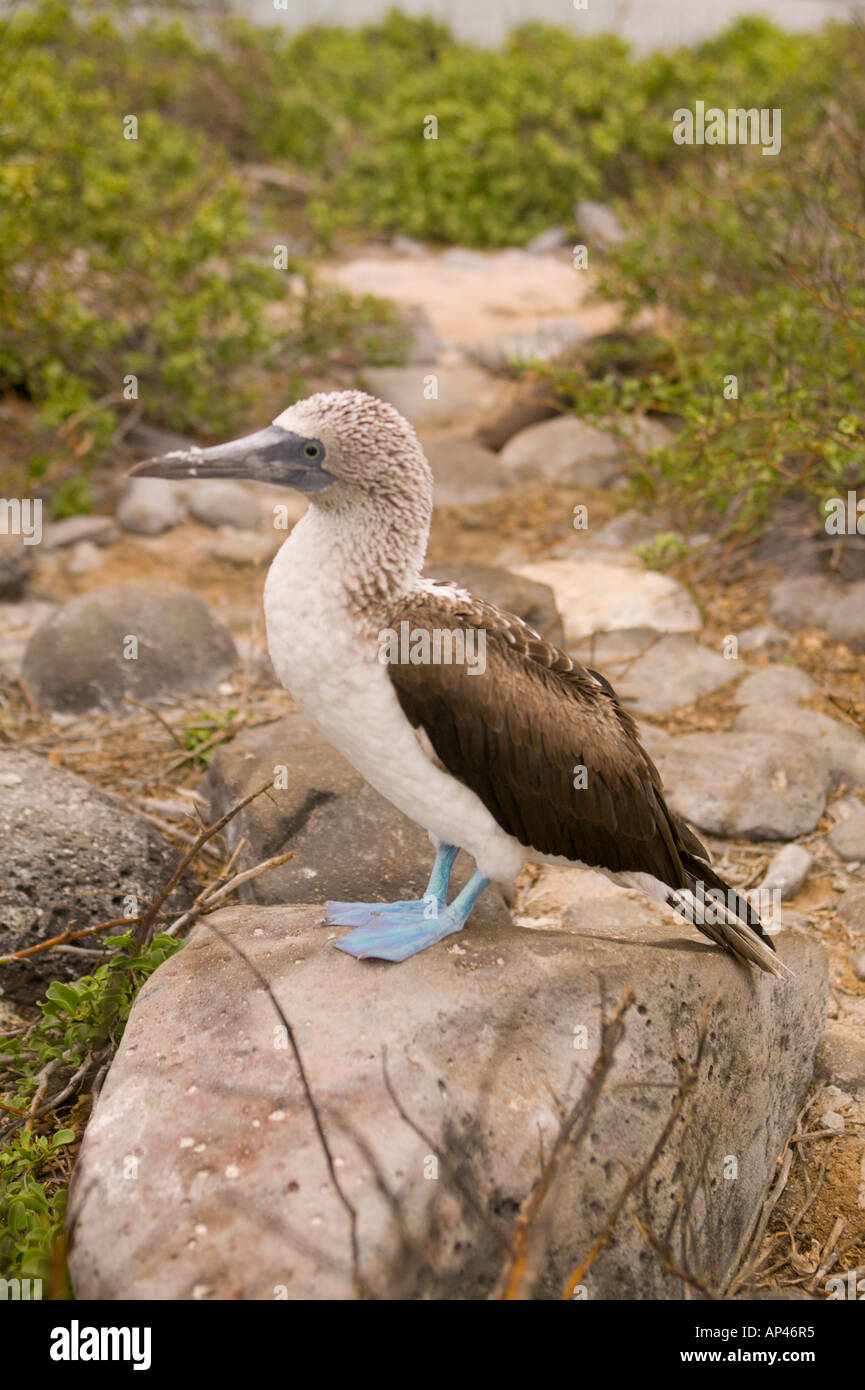 Ecuador, Espanola Island, Galapagos Islands National Park, Punta Suarez ...