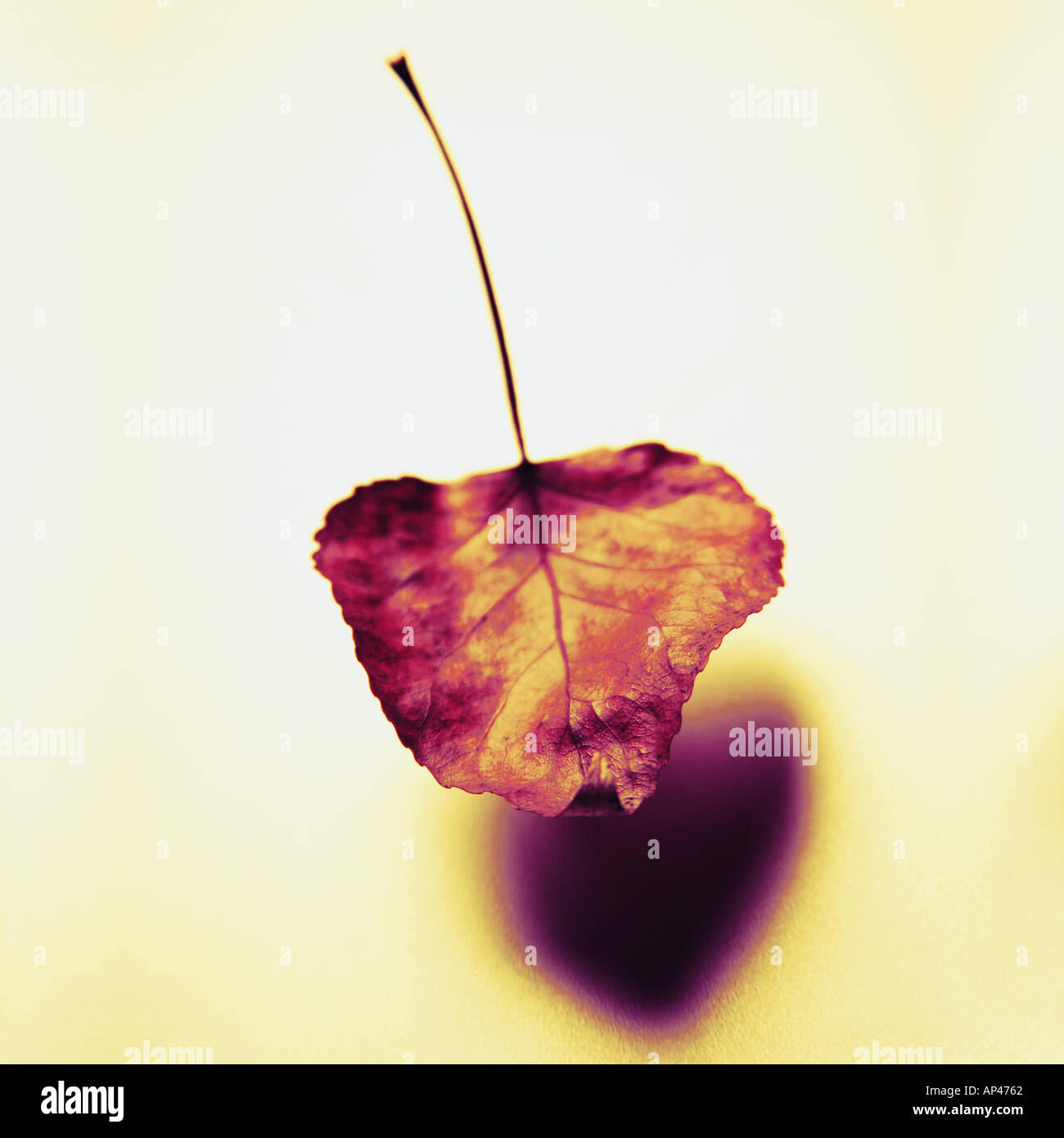 Complete leaf hi-res stock photography and images - Alamy