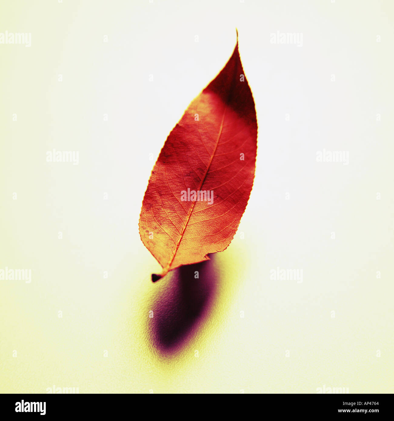 Complete leaf hi-res stock photography and images - Alamy