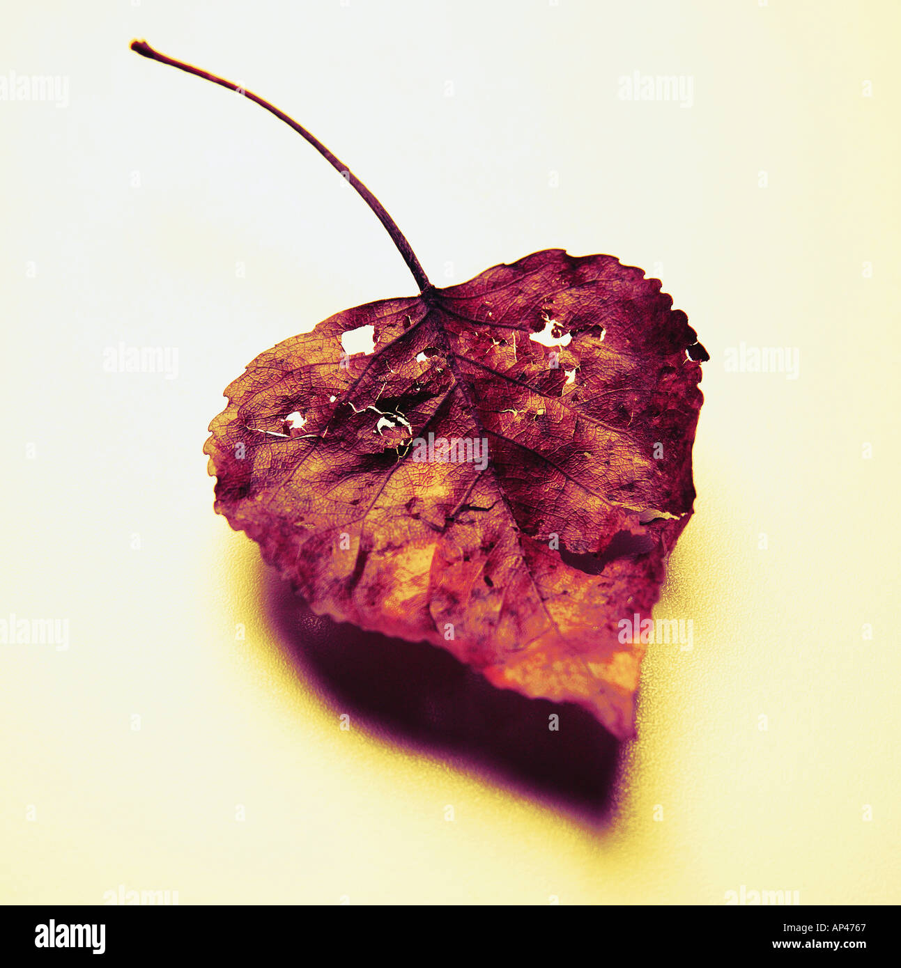 Complete leaf hi-res stock photography and images - Alamy