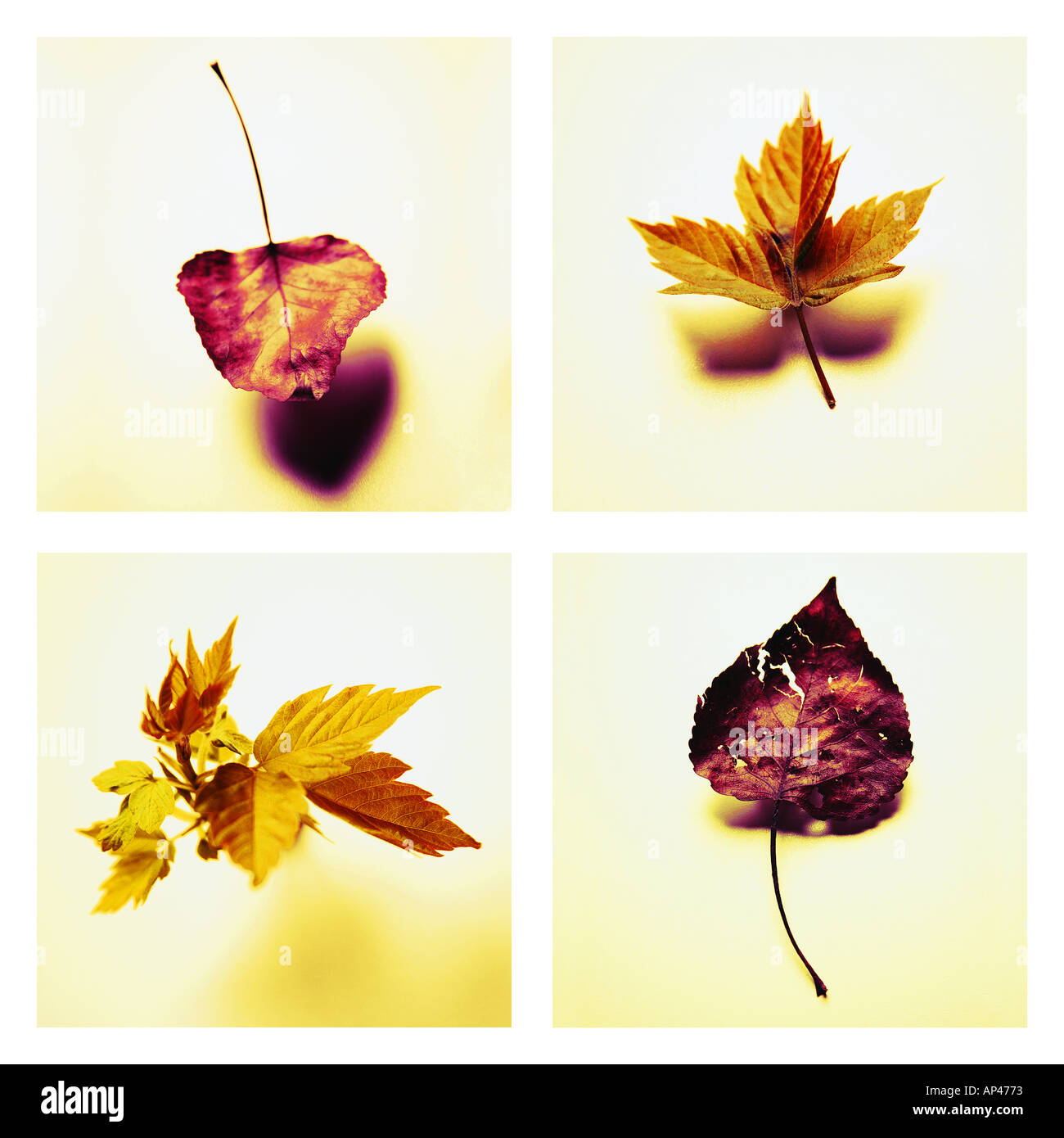 Complete leaf hi-res stock photography and images - Alamy