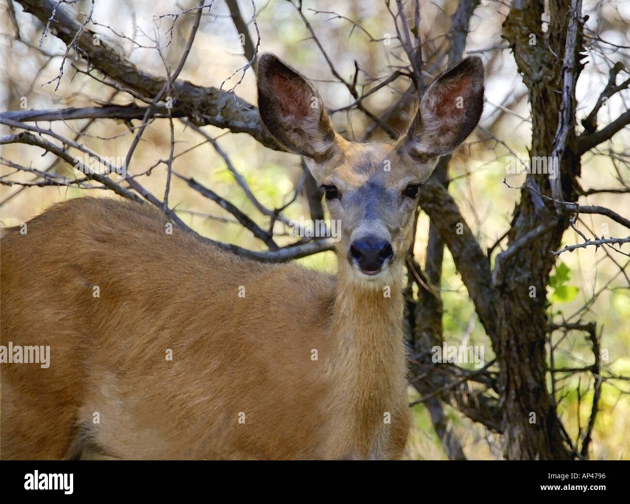 Docile animals hi-res stock photography and images - Alamy