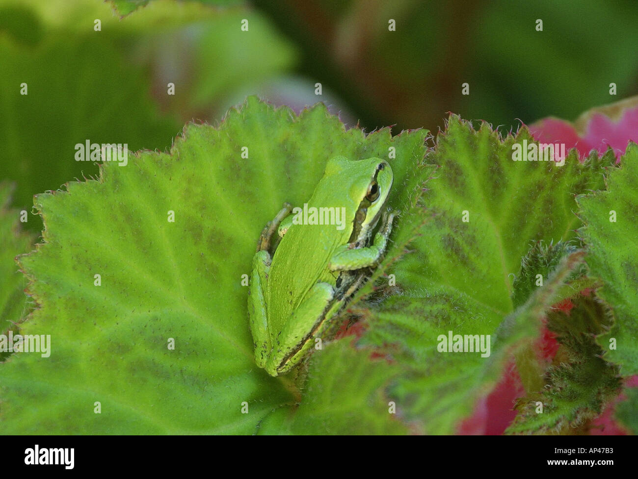Conceal frog hi-res stock photography and images - Alamy
