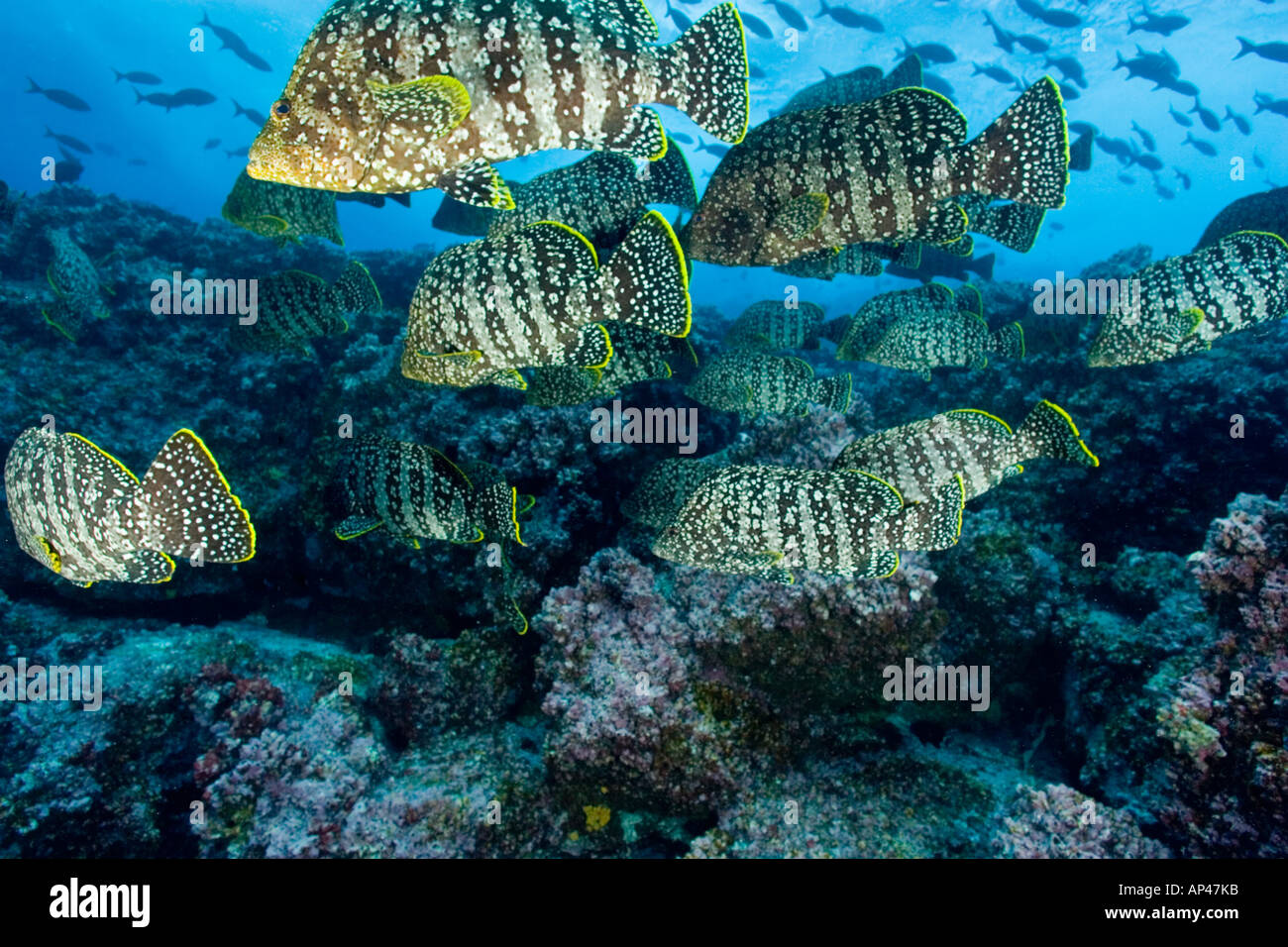 Ecuador, Galapagos Islands National Park, Leather Bass (Dermatolepis ...