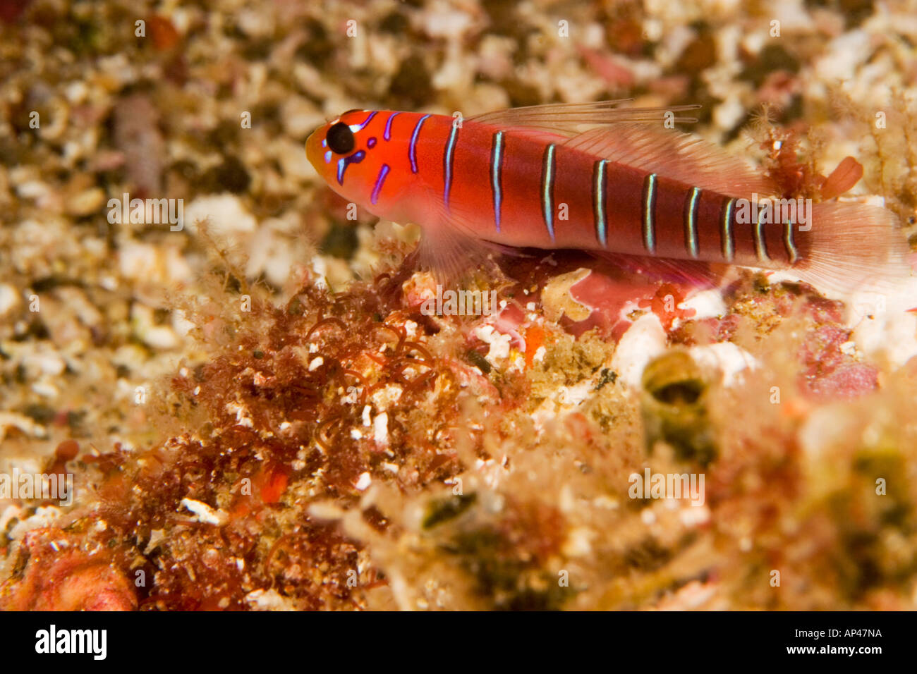 Ecuador, Galapagos Islands National Park, Blue Banded Goby (Lythrypnus ...