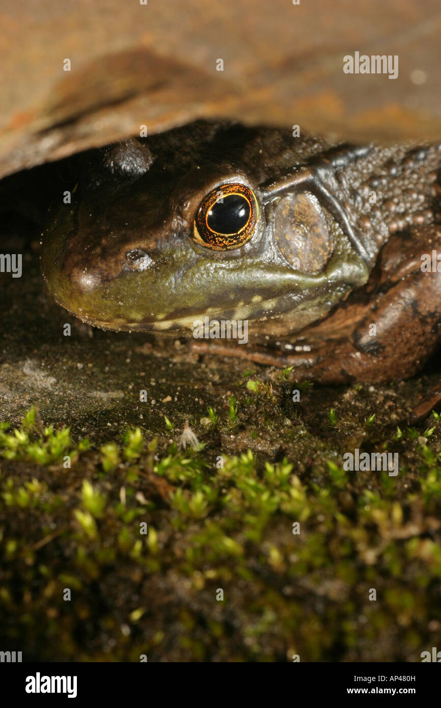 A frog hiding under a rock Stock Photo - Alamy