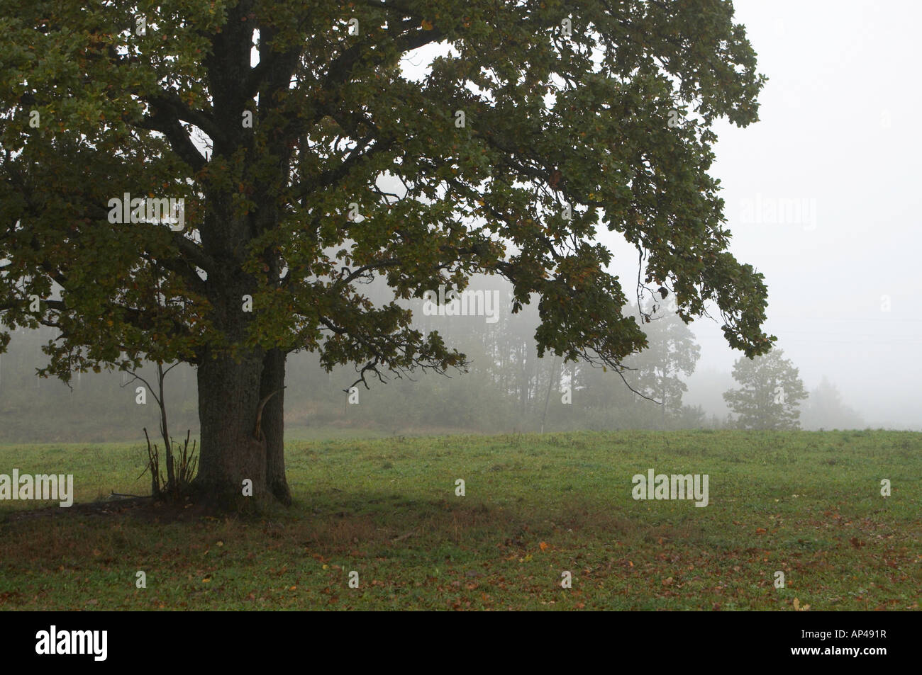 Standalone Tree High Resolution Stock Photography and Images - Alamy