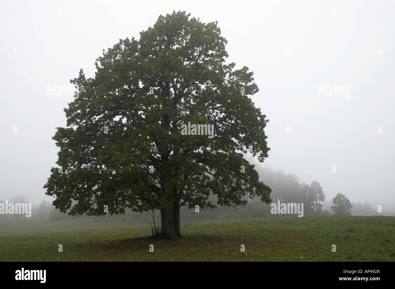 Standalone tree hi-res stock photography and images - Alamy