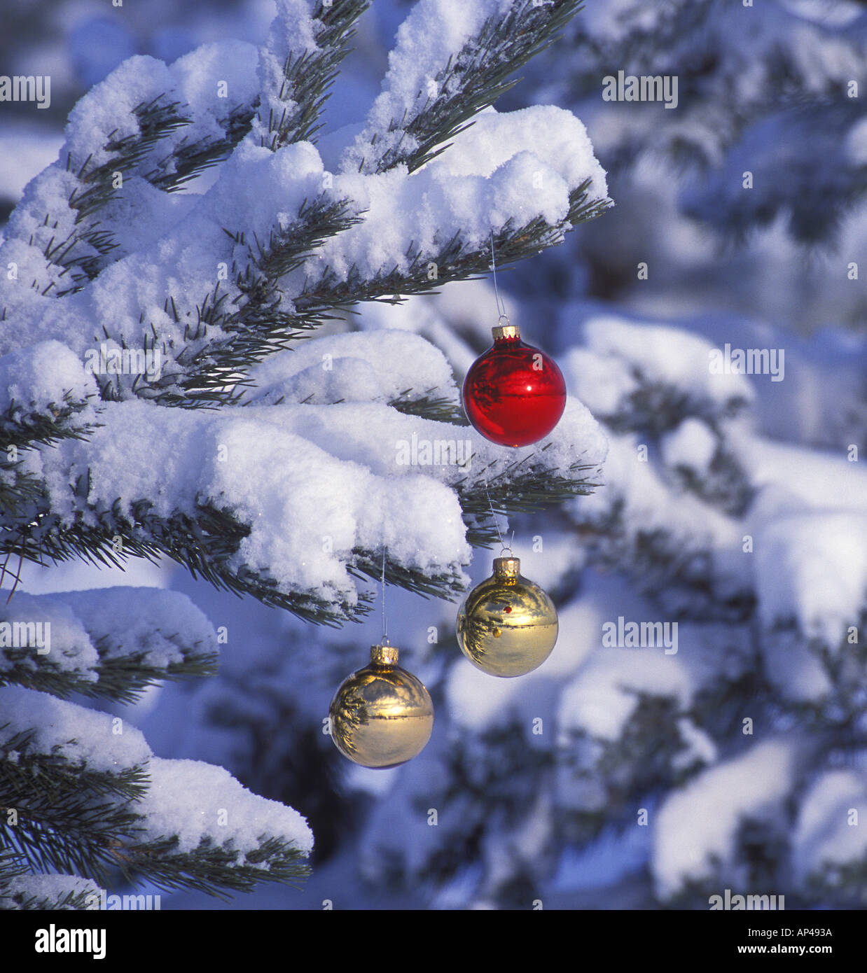 Joy carson hi-res stock photography and images - Alamy