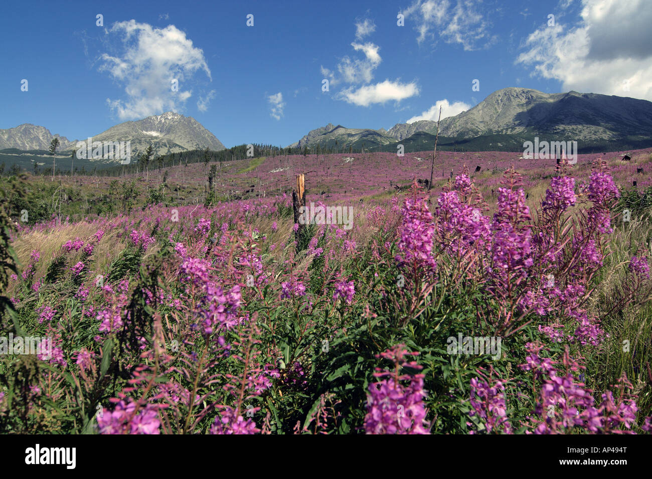 Gerlachovsky stit hill Koncista Slavkovsky stit High Tatras, Slovakia ...