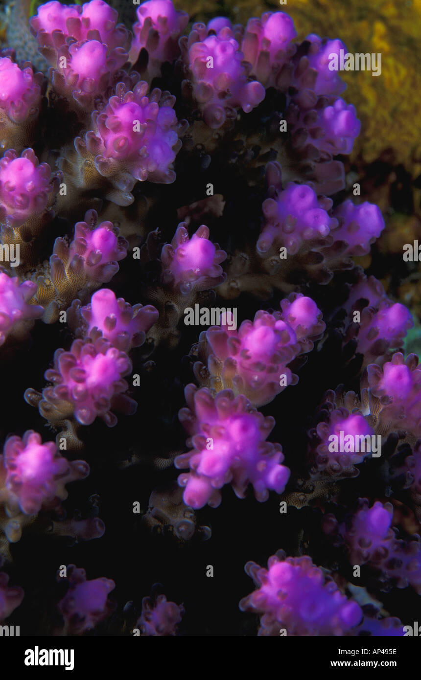 British marine life underwater hi-res stock photography and images - Alamy