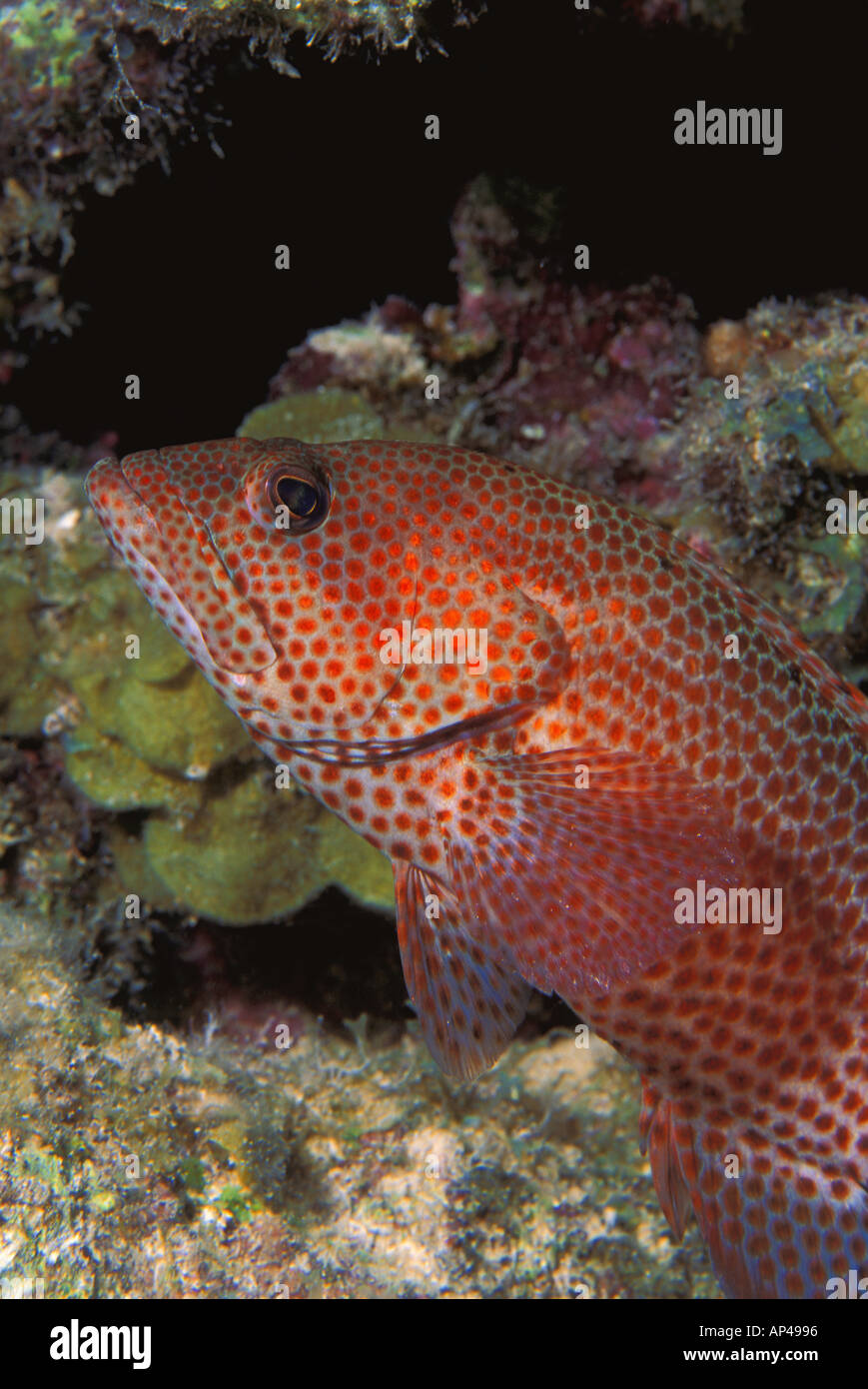 British marine life hi-res stock photography and images - Alamy