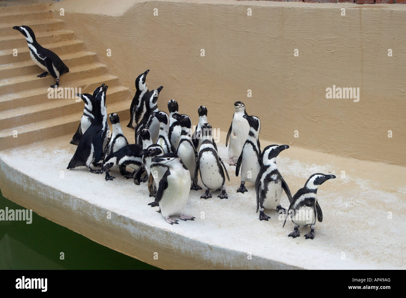 Penguins in Klaipeda Maritime museum and Aquarium Stock Photo - Alamy