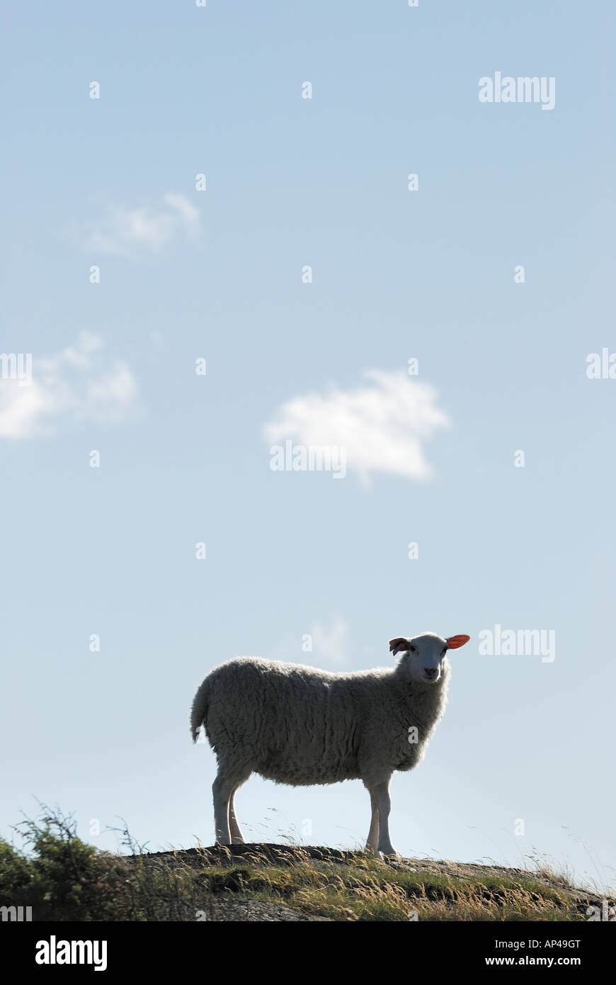 Sheep standing alone on hill Stock Photo - Alamy