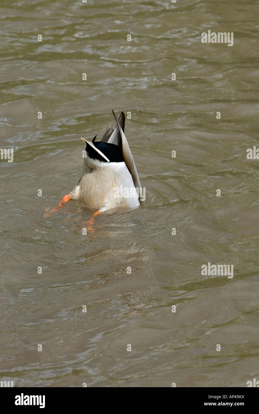 Mallard duck diving underwater hi-res stock photography and images - Alamy