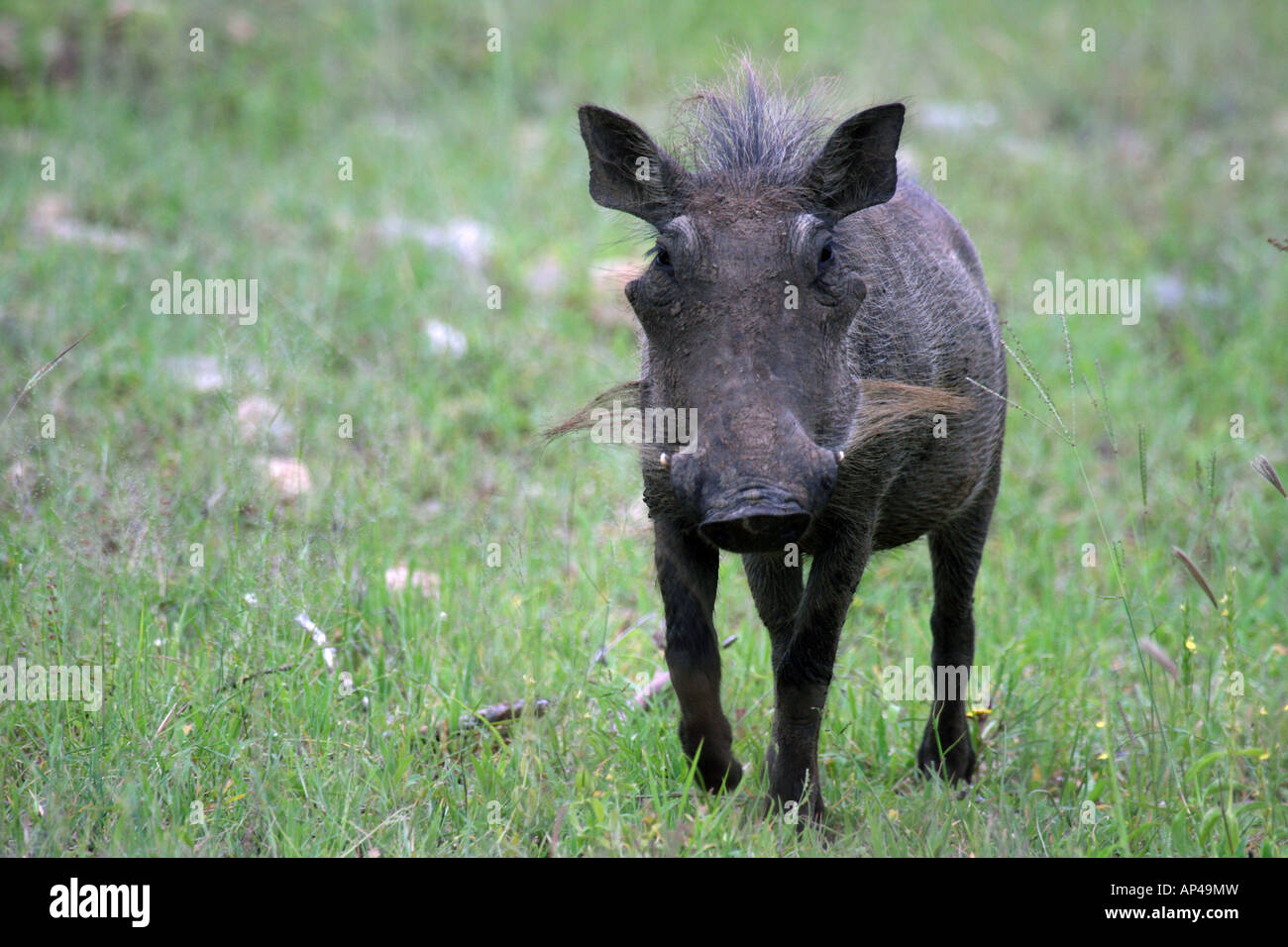 Common warthog, phacochoerus africanus, single adult walking Stock Photo - Alamy