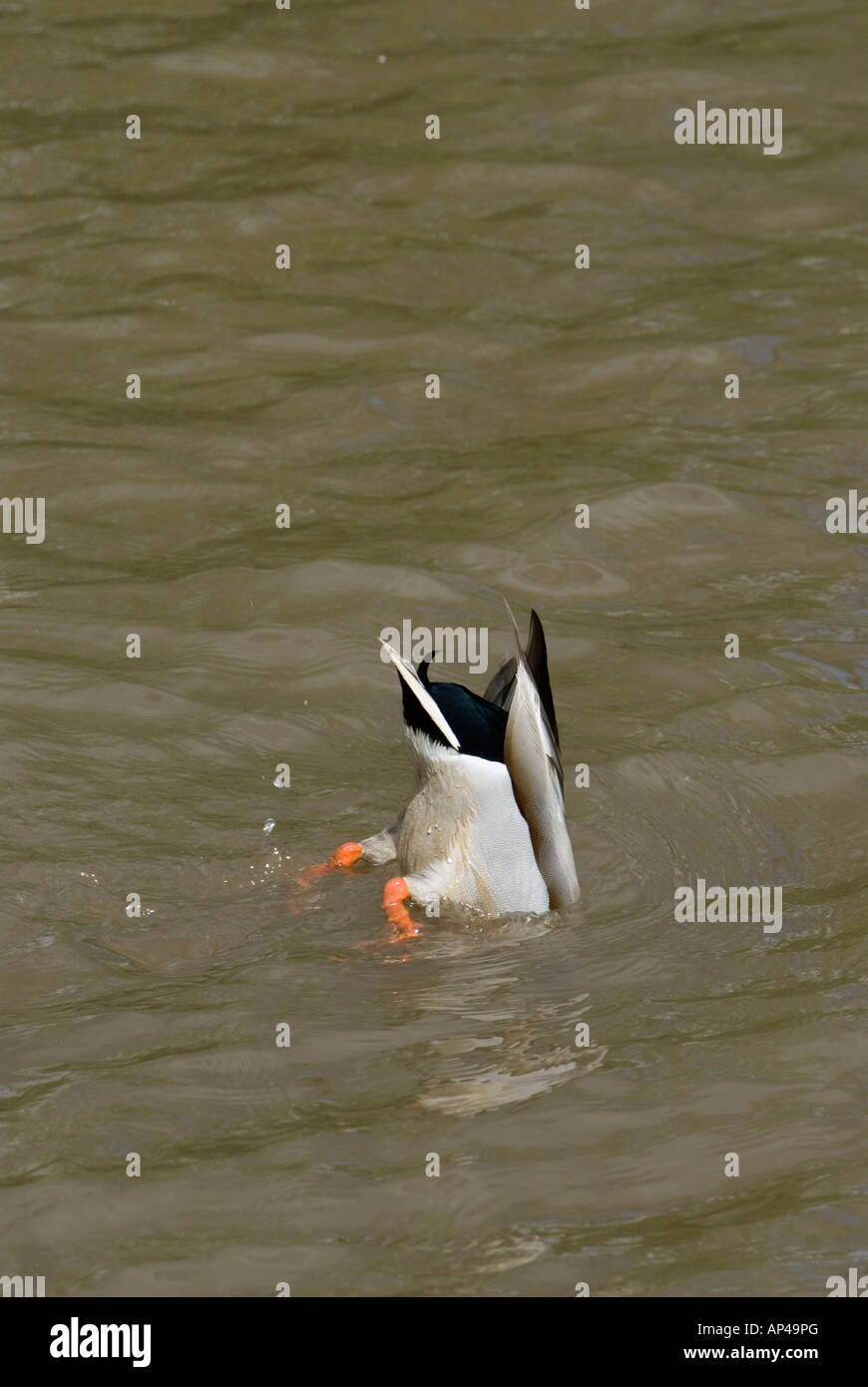 Mallard duck diving underwater hi-res stock photography and images - Alamy
