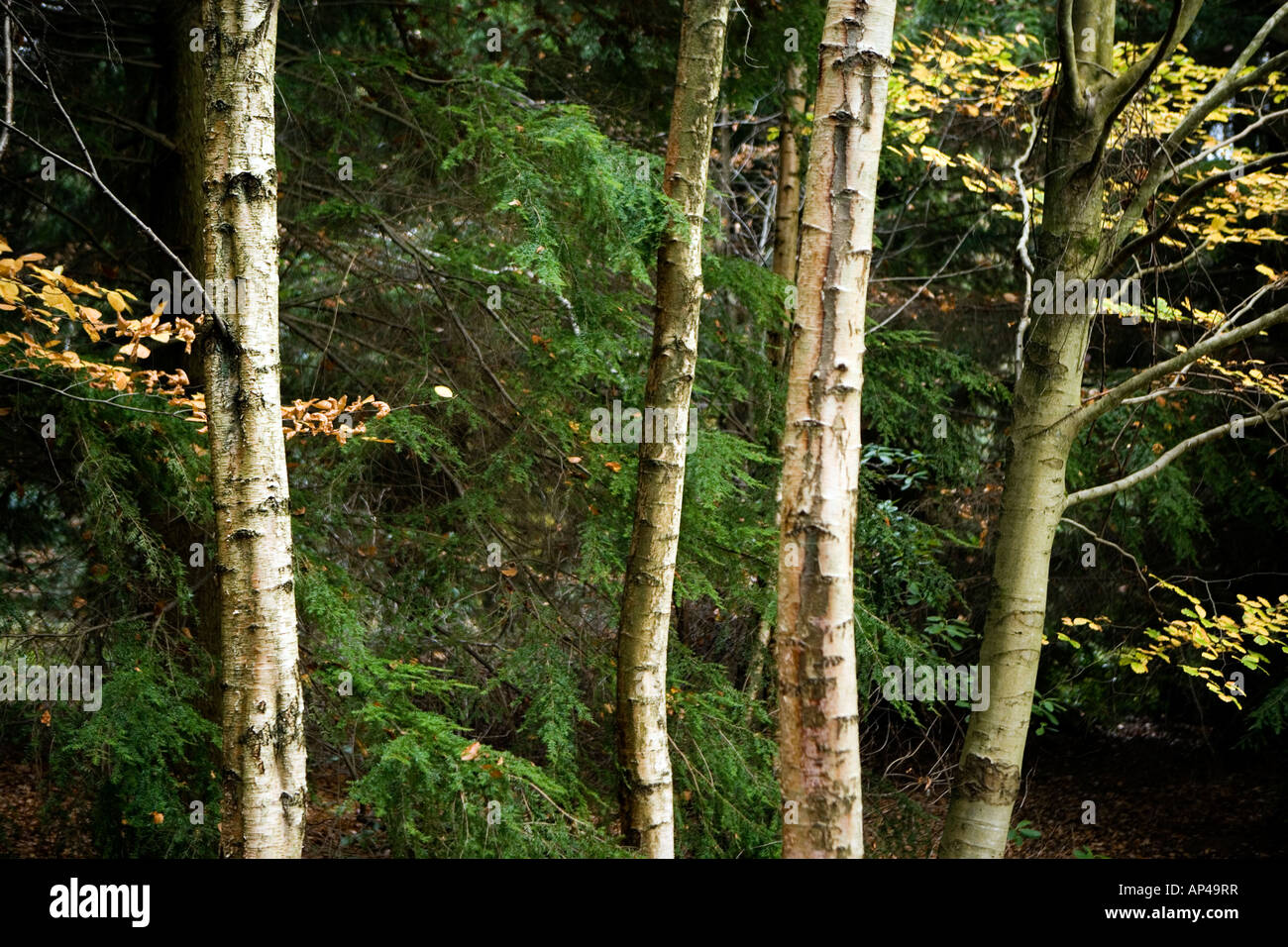 Silver birch trees in Autumn Stock Photo - Alamy
