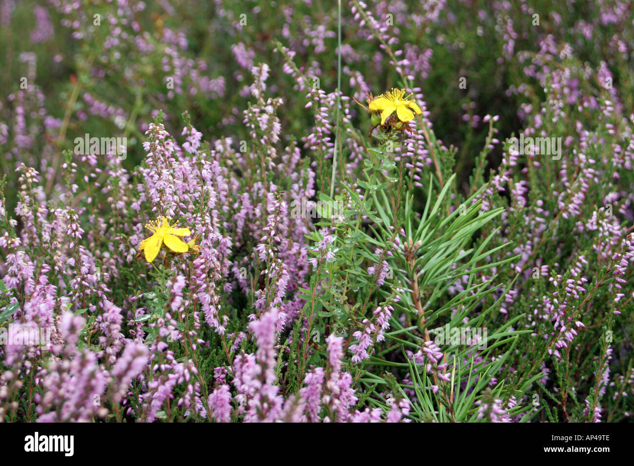 Lueneburger Heide Heat. Yellow flower with heather Stock Photo - Alamy