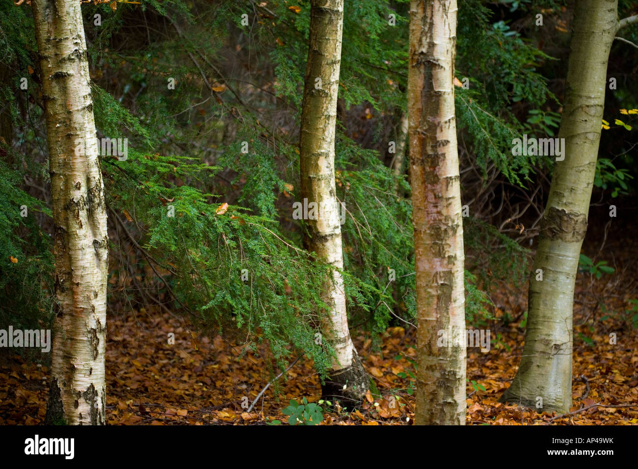Silver birch trees in Autumn Stock Photo - Alamy
