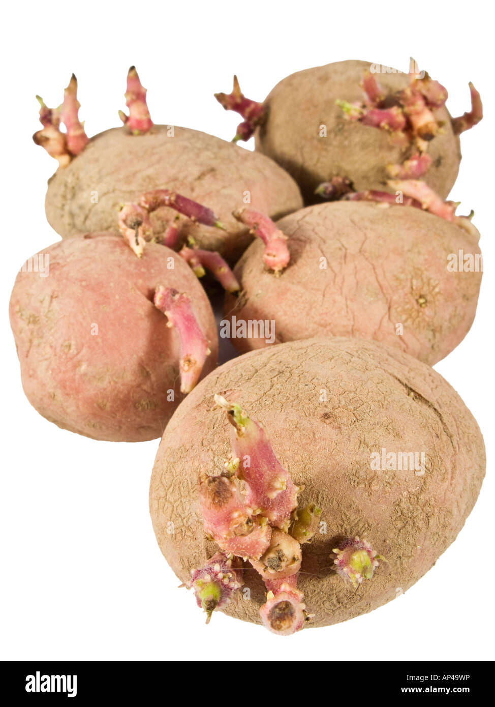 Rotten potatoes hi-res stock photography and images - Alamy