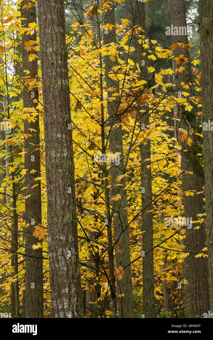 fall colors of the Bigleaf Maple Acer macrophyllum are scattered ...