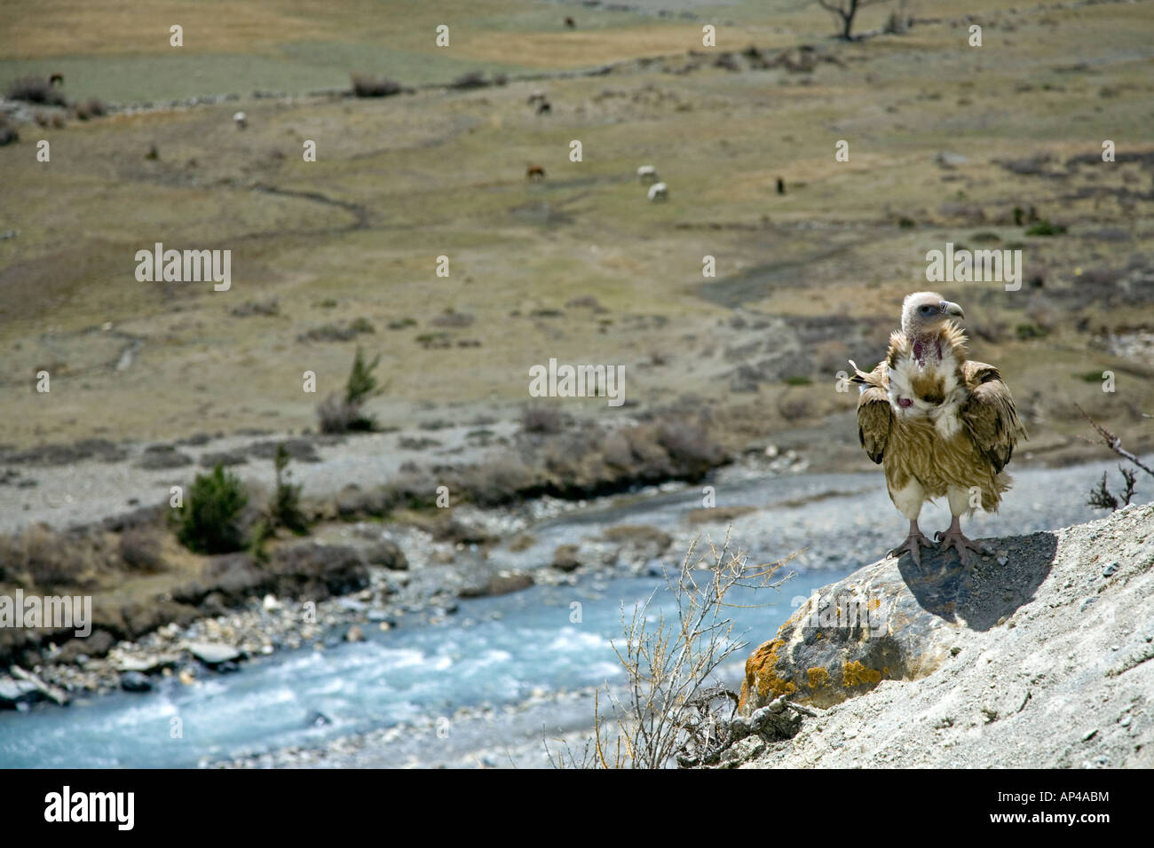 Himalayan griffon vulture. Gyps himalayensis. Near Bhraka village ...