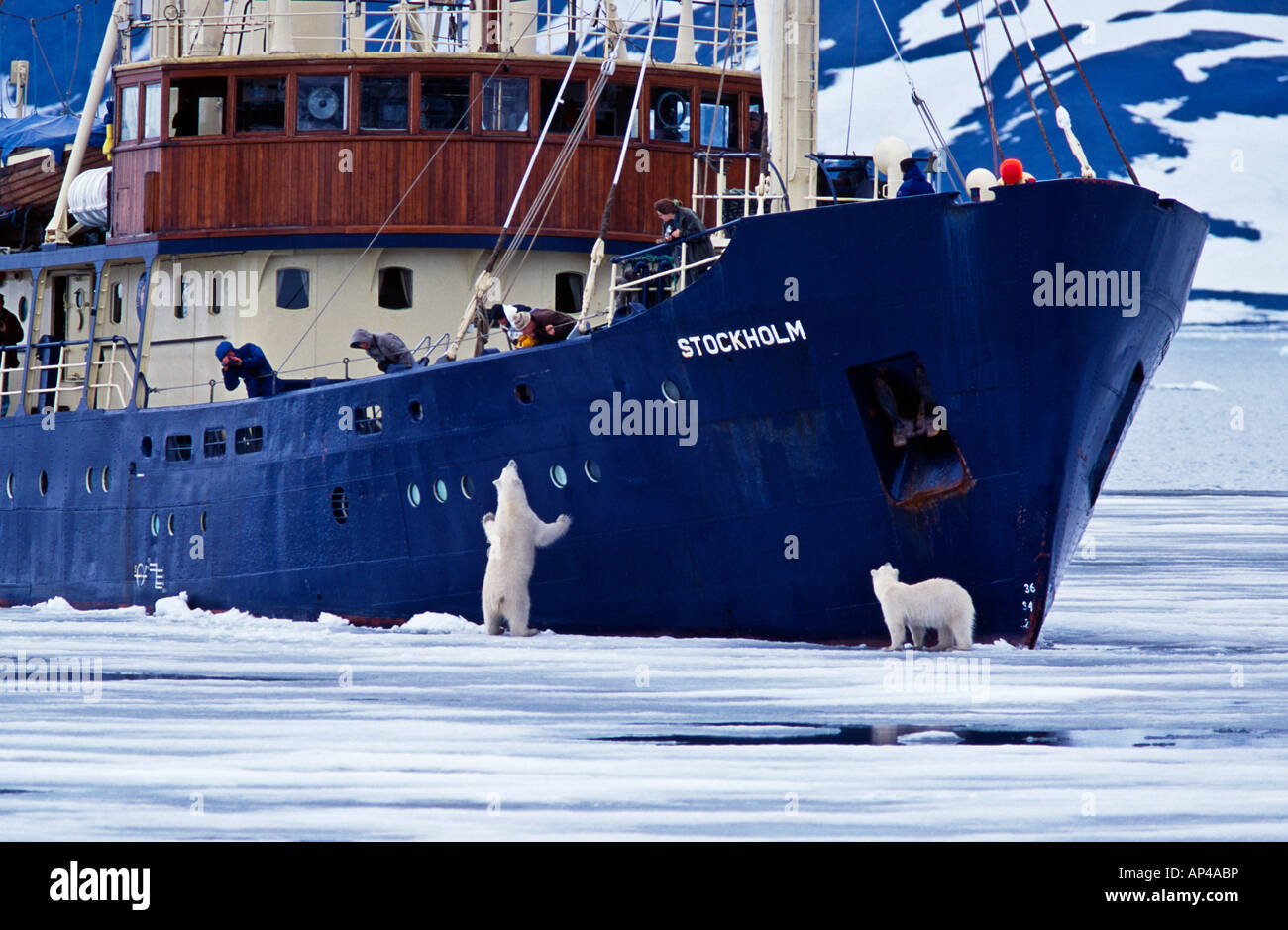 Ship bow arctic bear hi-res stock photography and images - Alamy