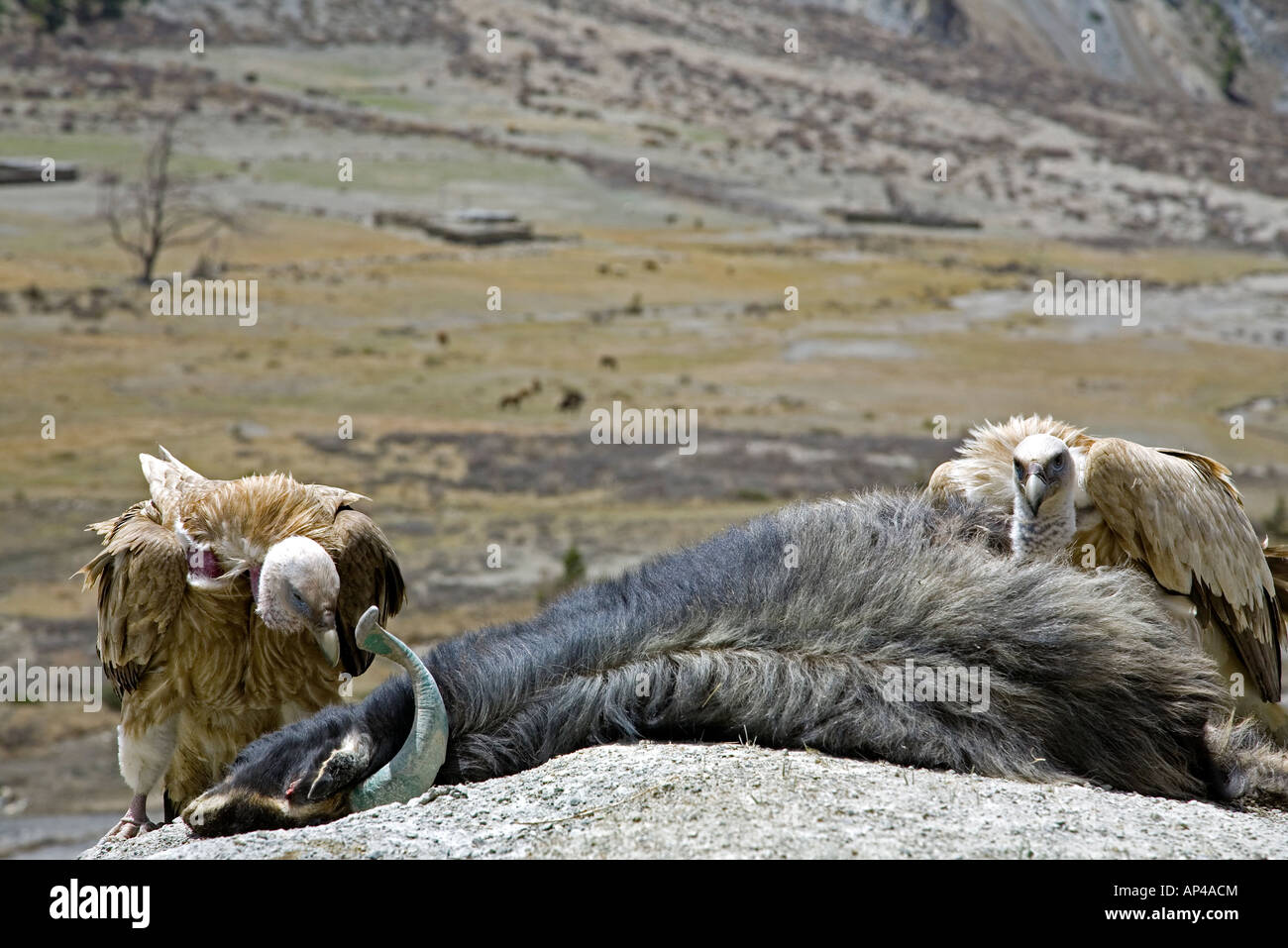 Himalayan griffon vultures eating a goat carcass. Gyps himalayensis ...