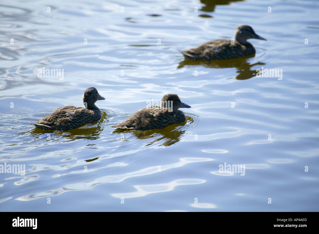 Don bird hi-res stock photography and images - Alamy