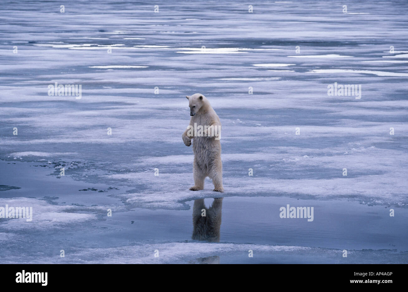 Polar Bear in arctic landscape Stock Photo - Alamy