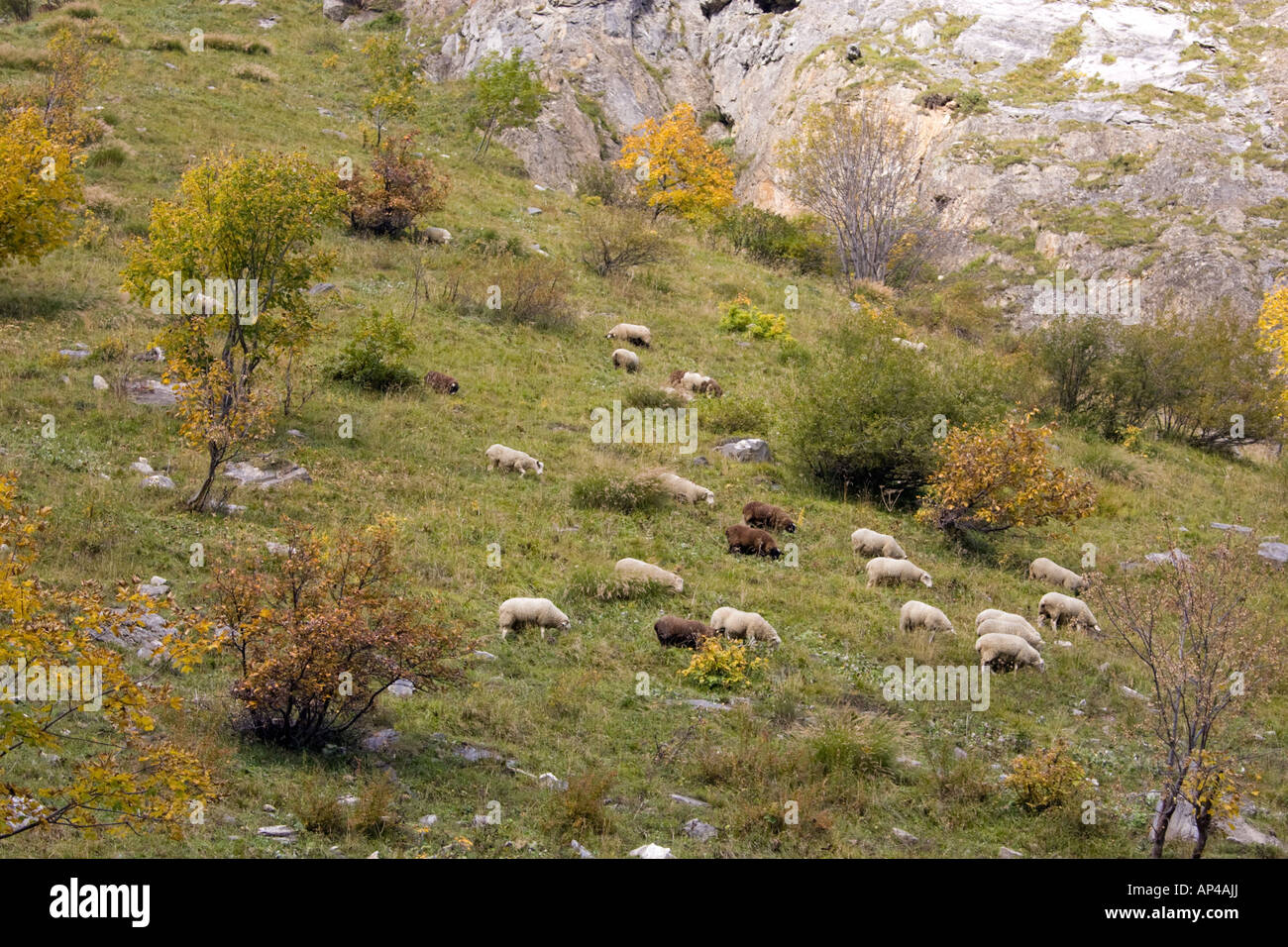 Sheep on French alpine slope in autumn Stock Photo - Alamy