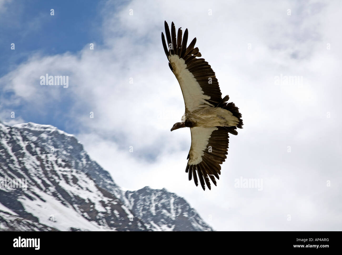 Himalayan Griffon vulture (Gyps himalayensis). Near Bhraka village ...